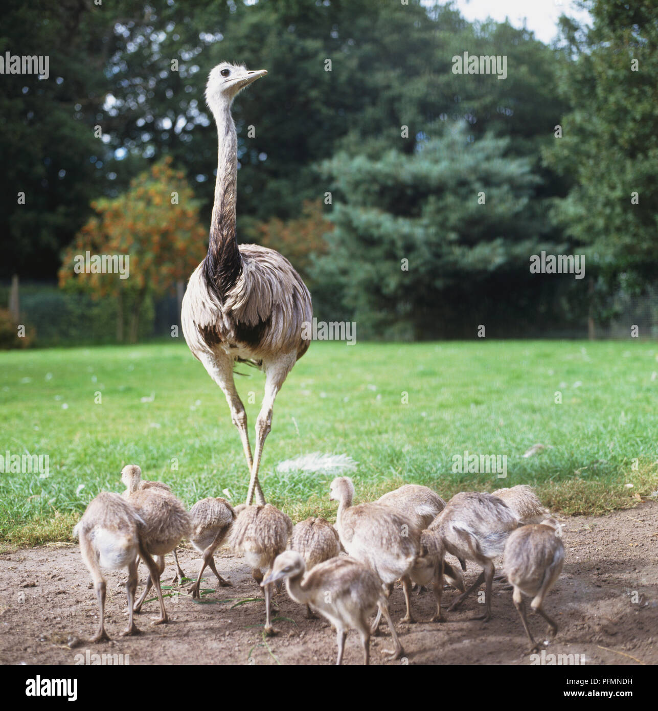 Common Rhea, Rhea americana, view of a male Great Rhea with several ...