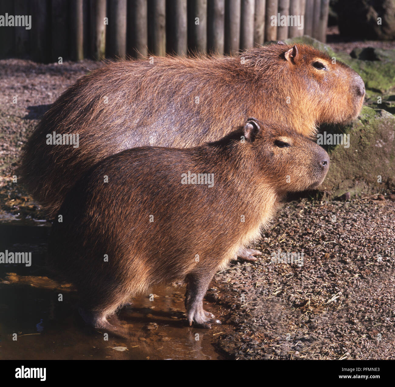 Side view of a Capybara with another standing behind it Stock Photo - Alamy