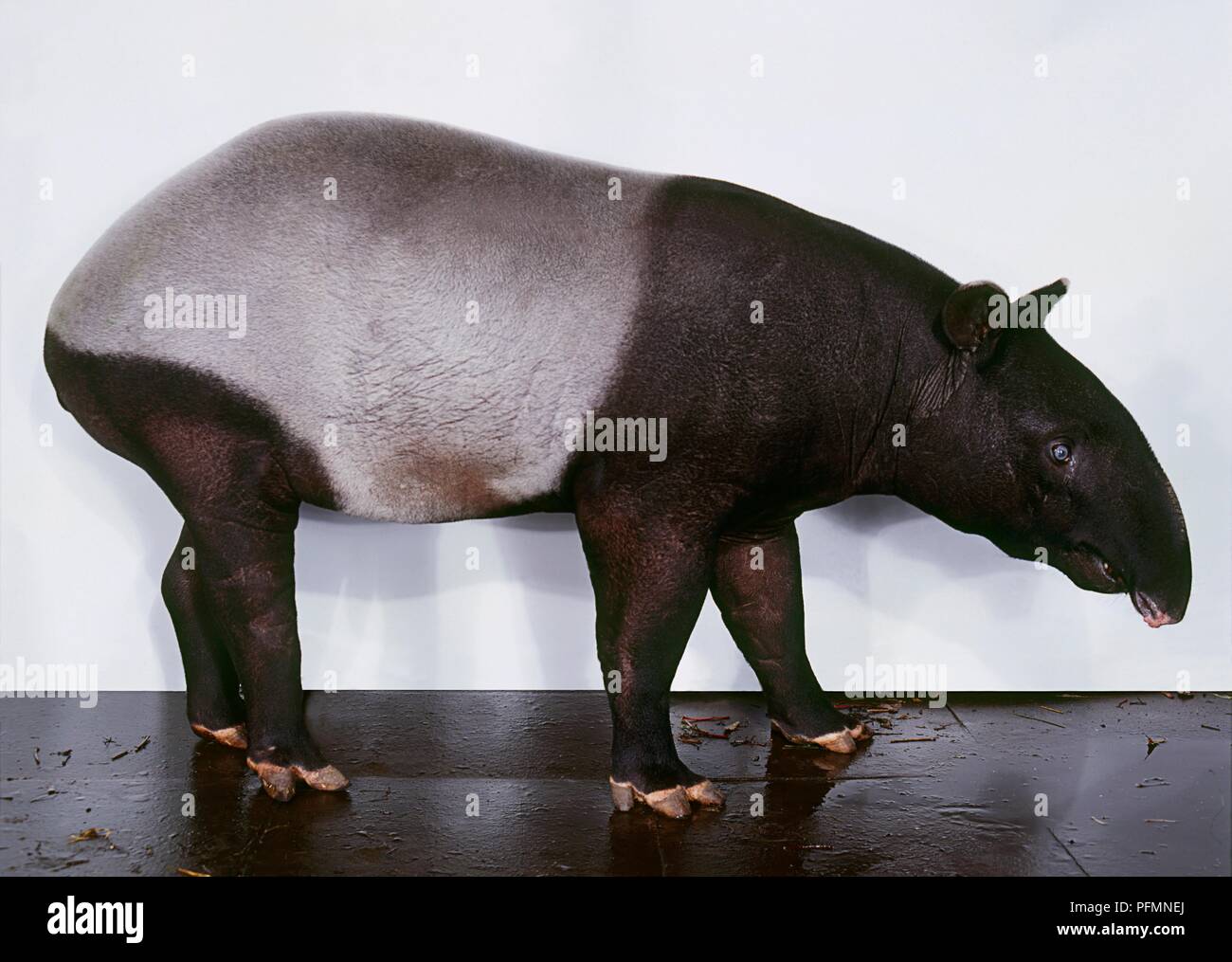 Malayan tapir (Tapirus indicus), side view Stock Photo - Alamy