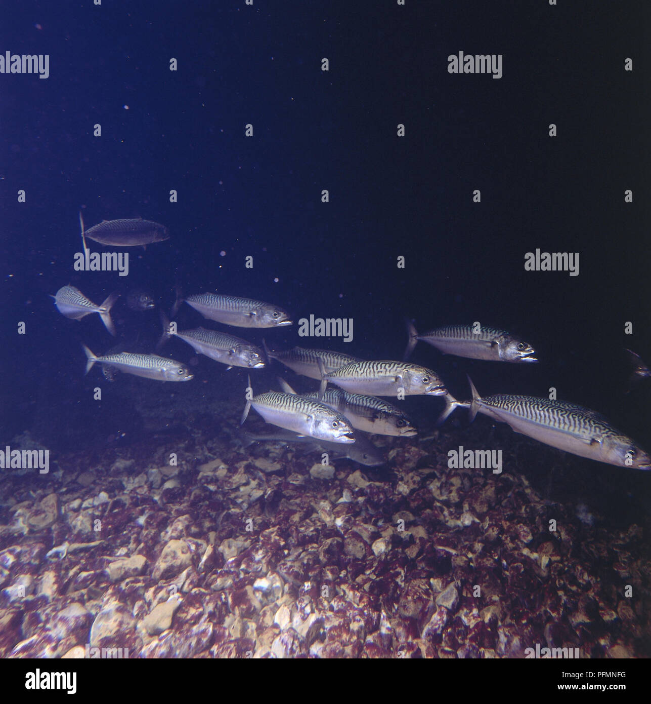 Shoal of Atlantic Mackerel (Scomber scombrus) underwater, side view ...