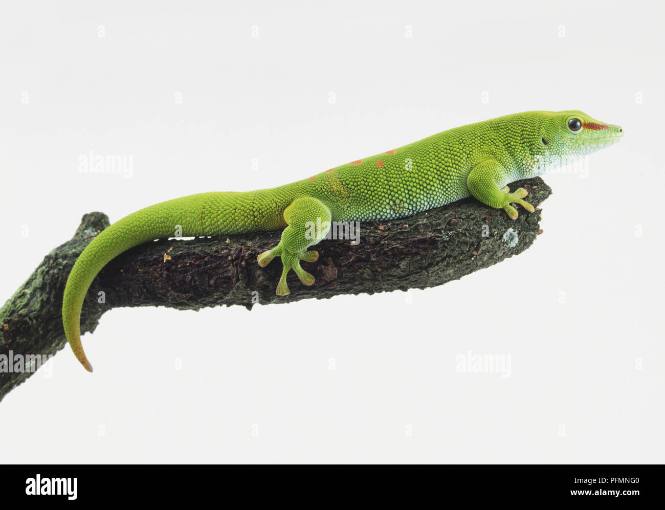 Madagascan Day Gecko (Phelsuma madagascariensis) perching on the end of ...