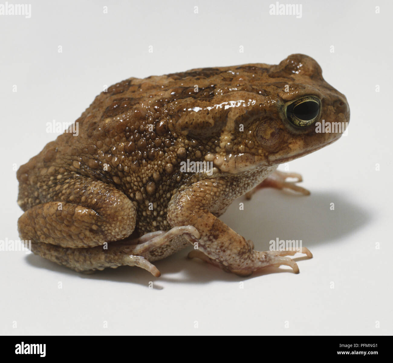Square marked toad bufo hi-res stock photography and images - Alamy