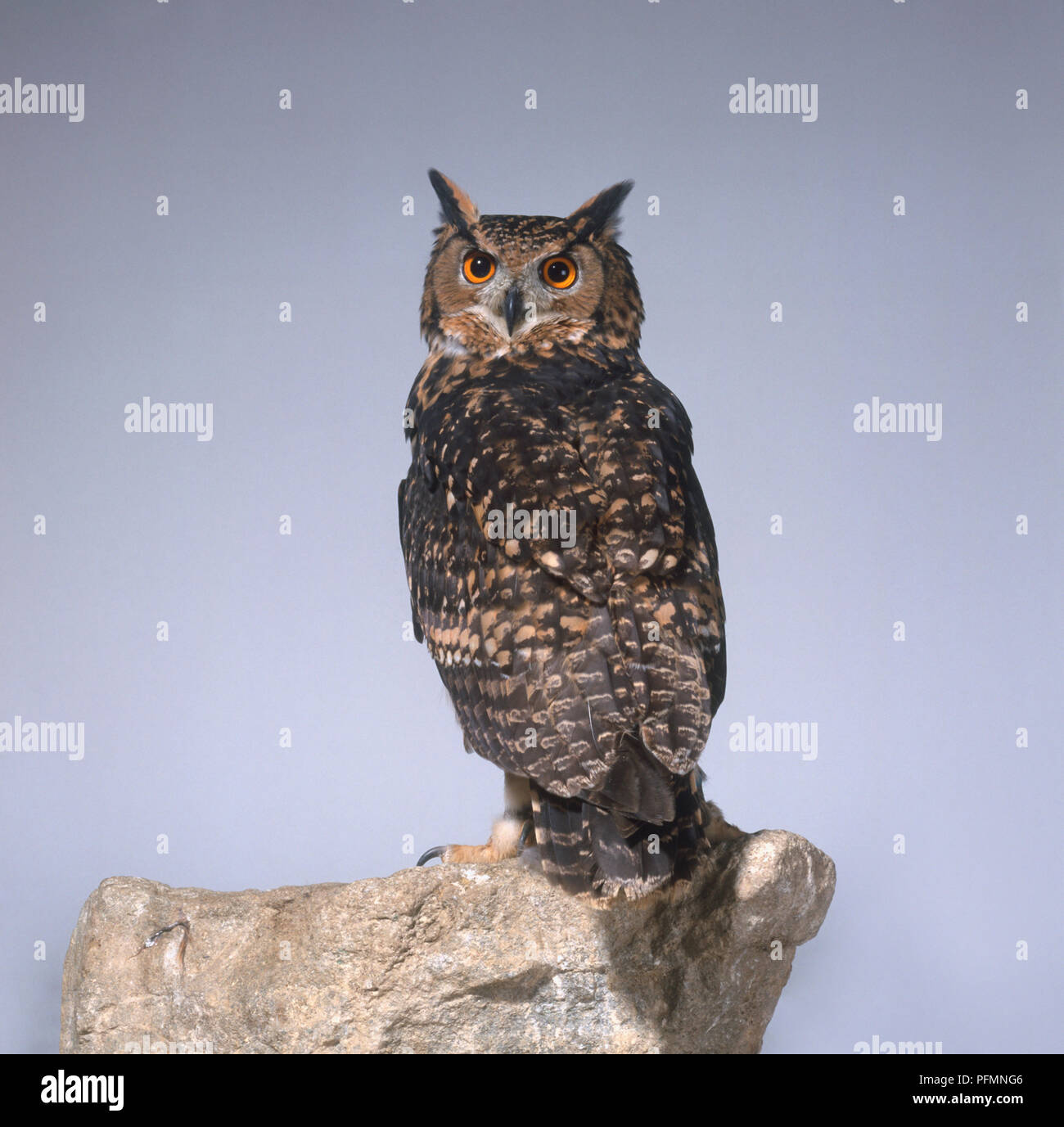 Great horned owl (Bubo virginianus), sitting on a rock, looking over ...