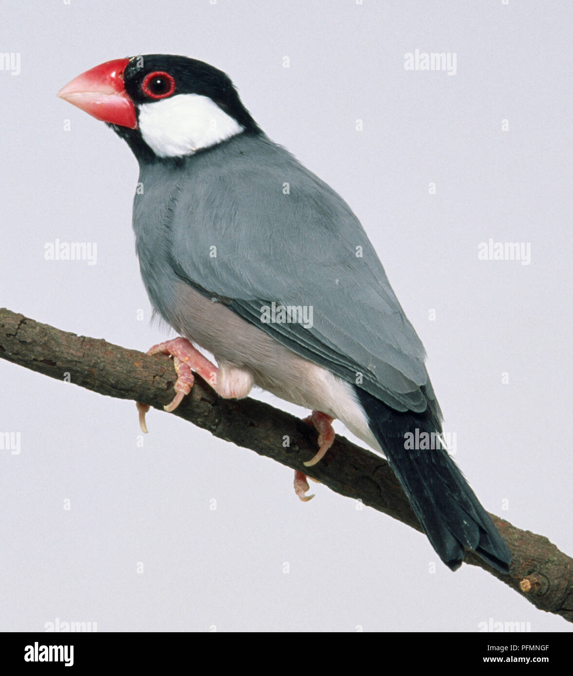 Side view of a captive Java Sparrow perched on a thin branch Stock ...