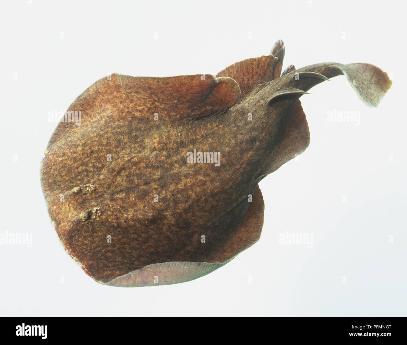 Marbled torpedo hi-res stock photography and images - Alamy