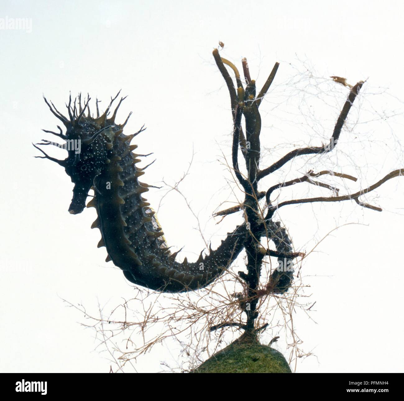 Seahorse (Hippocampus guttulatus) with tail curled around a plant Stock ...