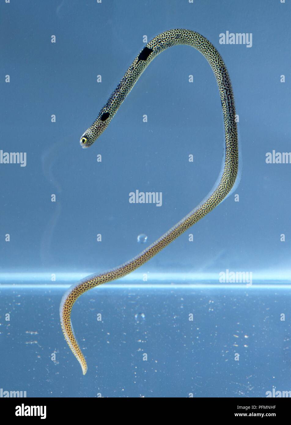 Spotted Garden Eel (Heteroconger hassi) underwater Stock Photo - Alamy