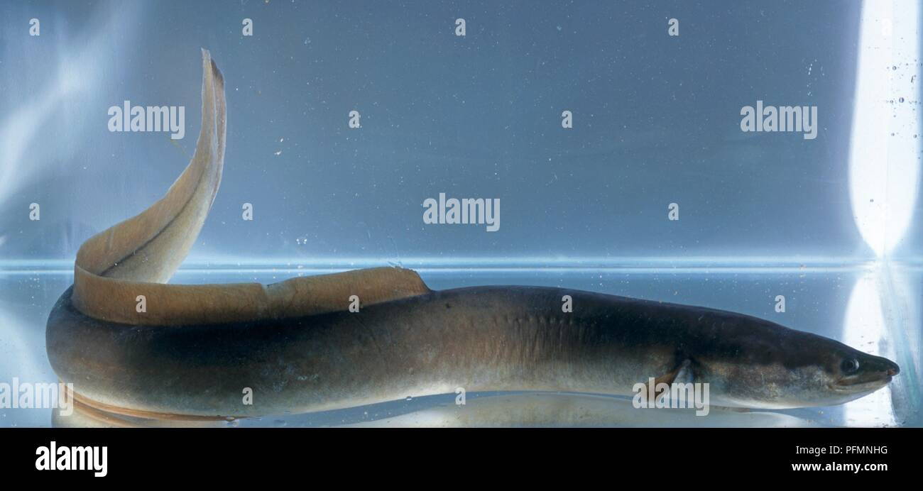 Eel anguilla hi-res stock photography and images - Alamy
