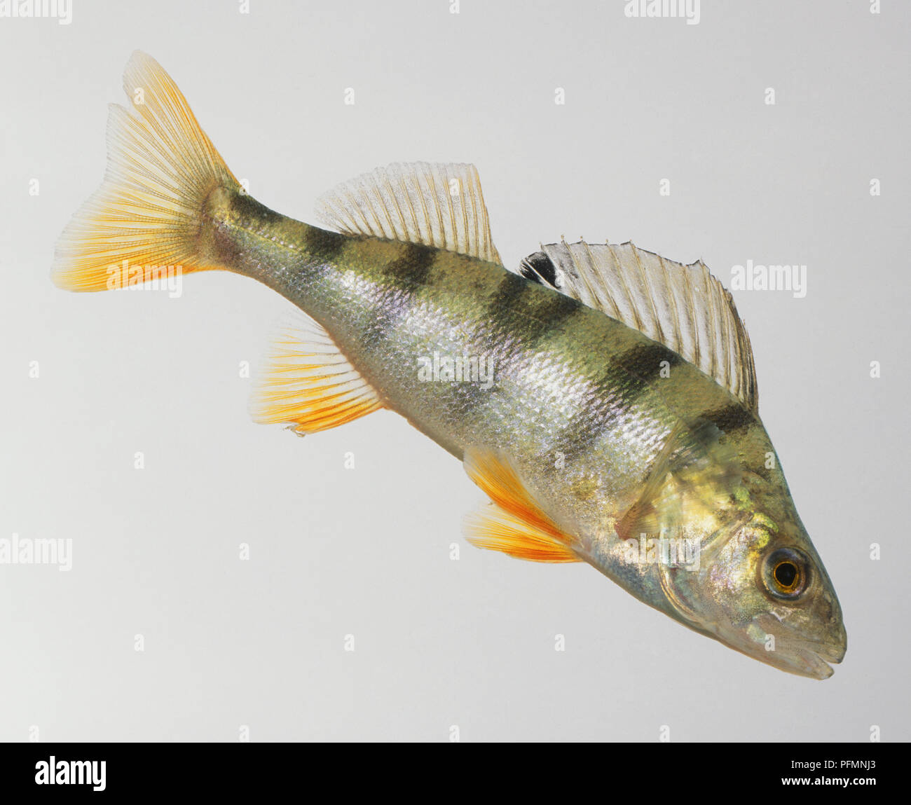 Perch (Perca fluviatilis), side view Stock Photo - Alamy