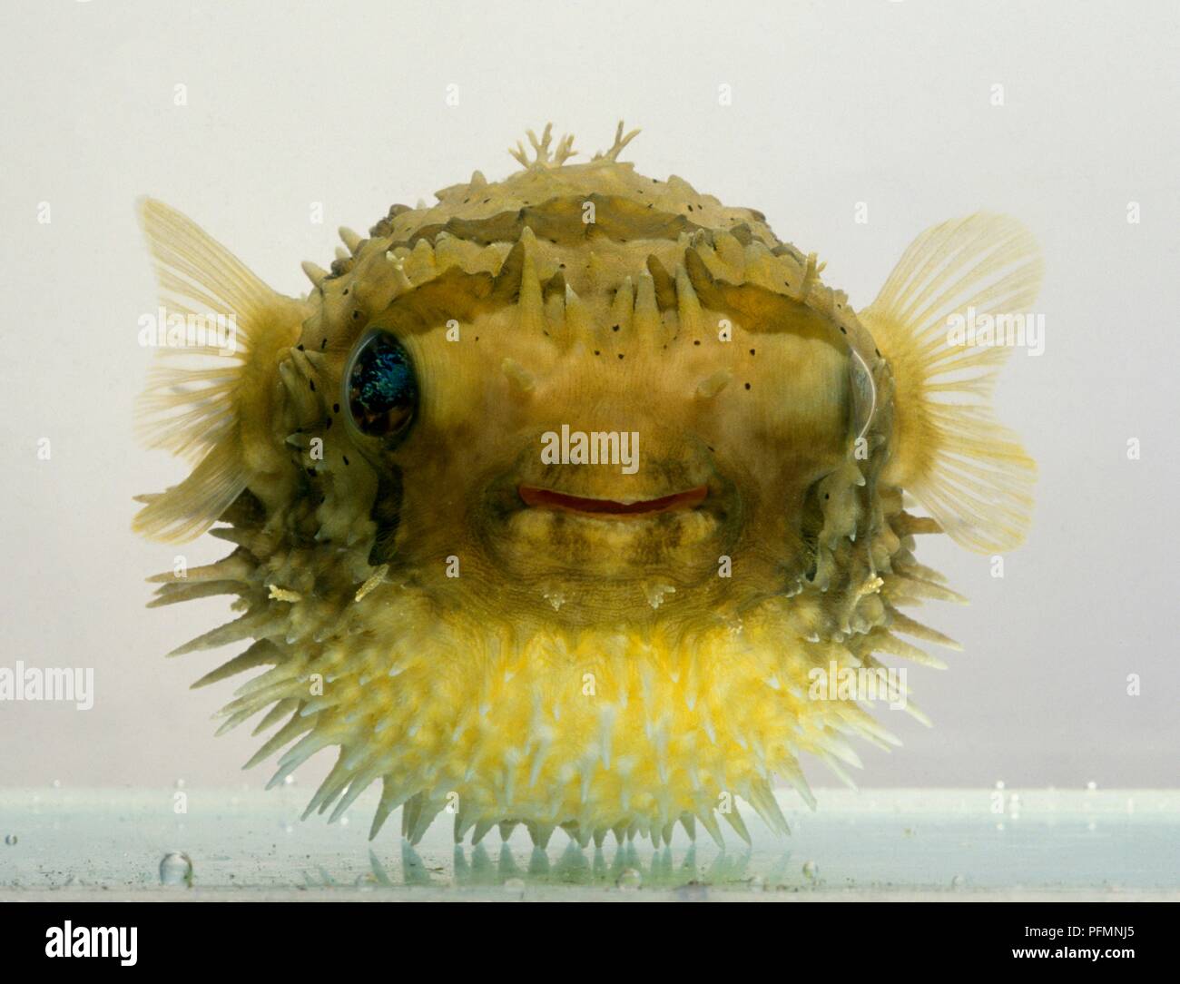 Spiny Box Puffer Fish