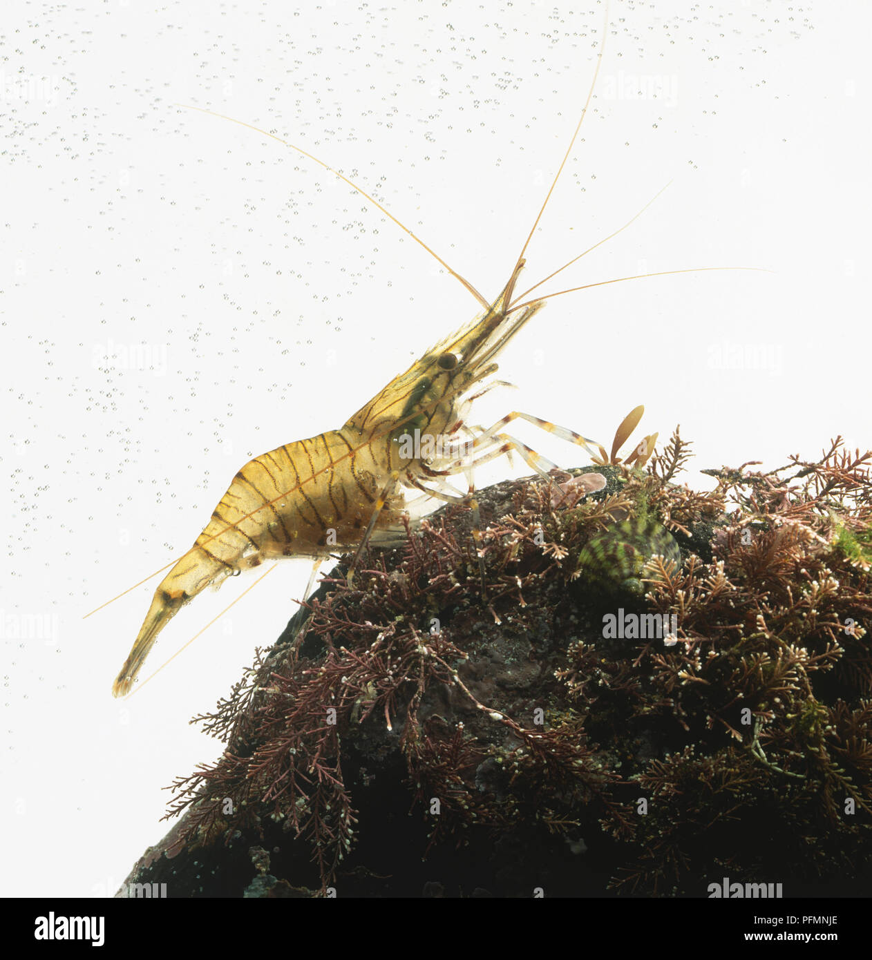 Common prawn (Palaemon serratus) on a rock in a glass tank Stock Photo ...