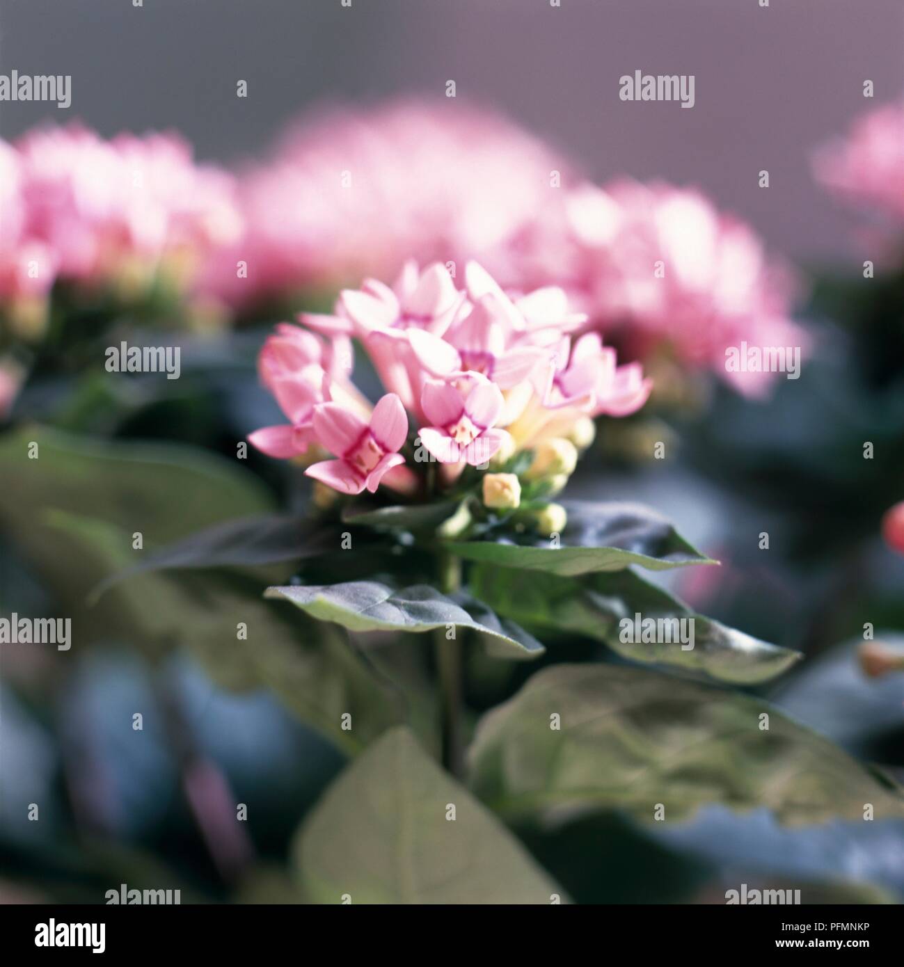 Bouvardia hi-res stock photography and images - Alamy