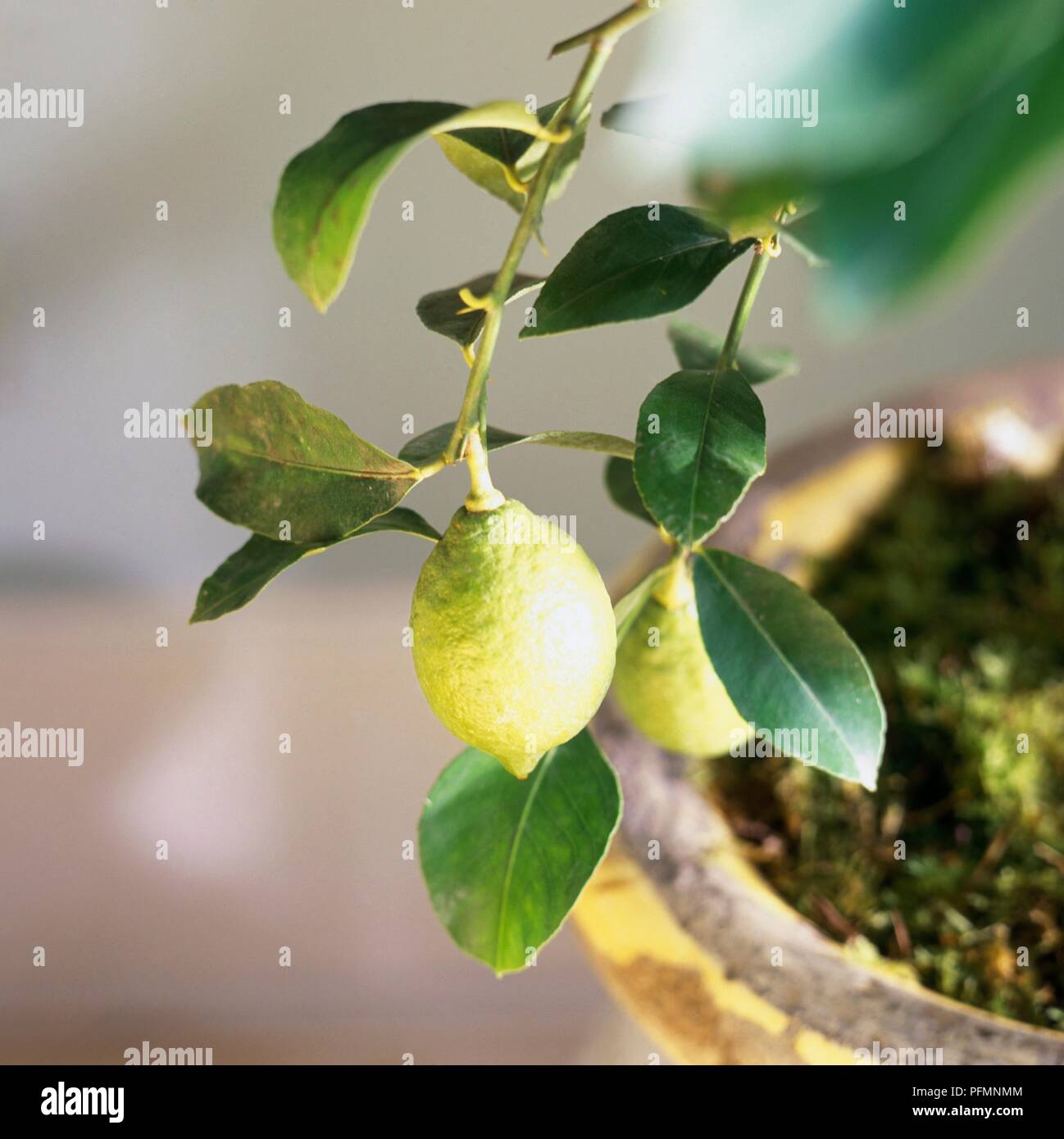 Growing lemons in uk hi-res stock photography and images - Alamy