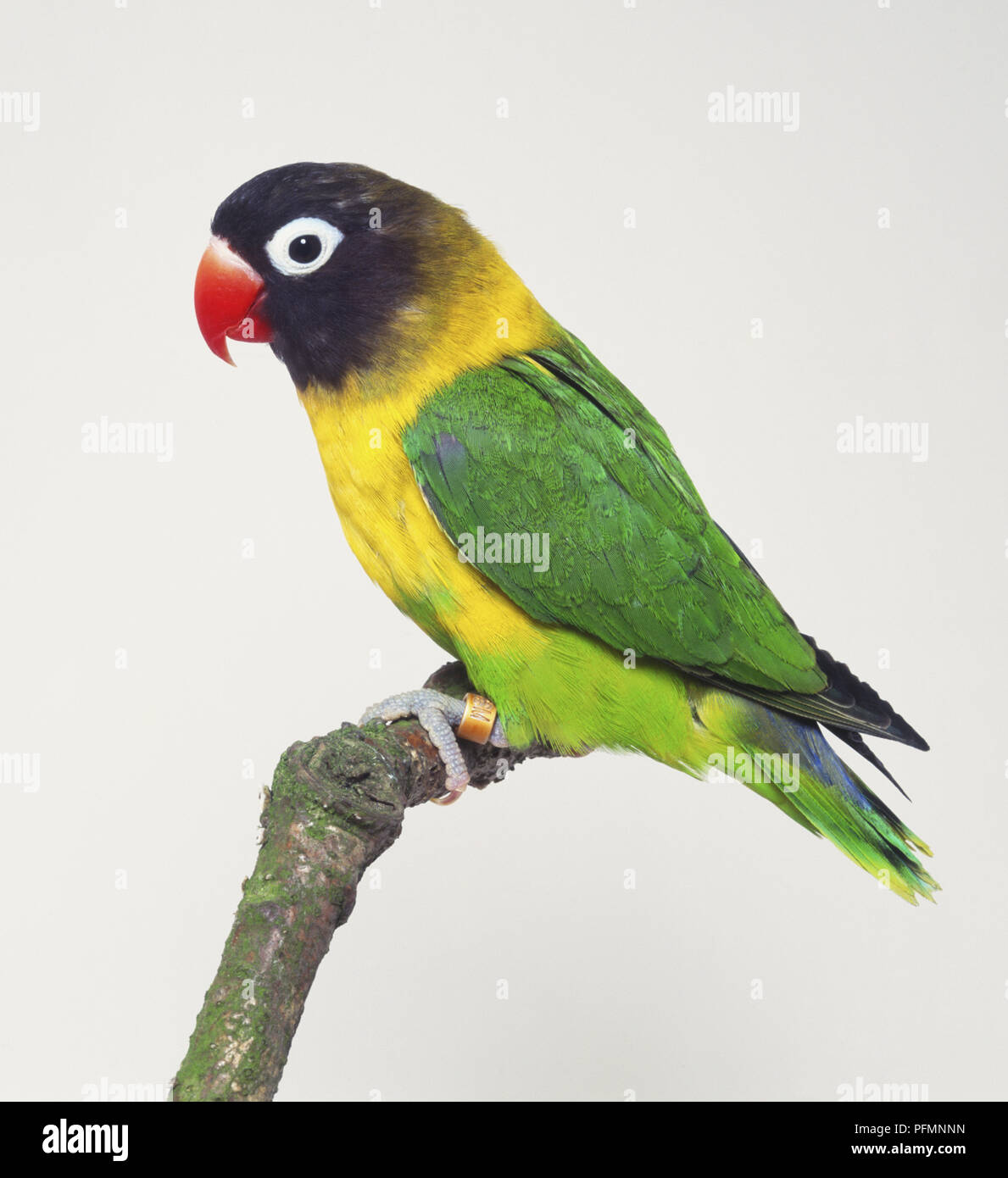 Masked lovebird hi-res stock photography and images - Alamy