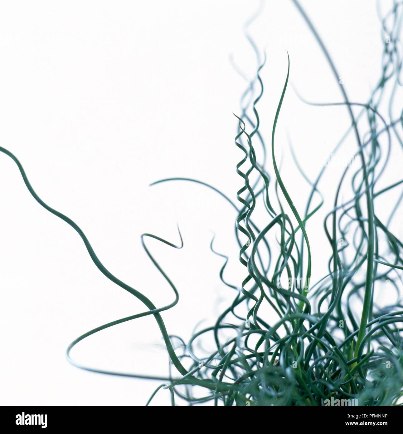 Juncus effusus 'Spiralis' (Corksrew rush), thin, twisted leaves, close ...