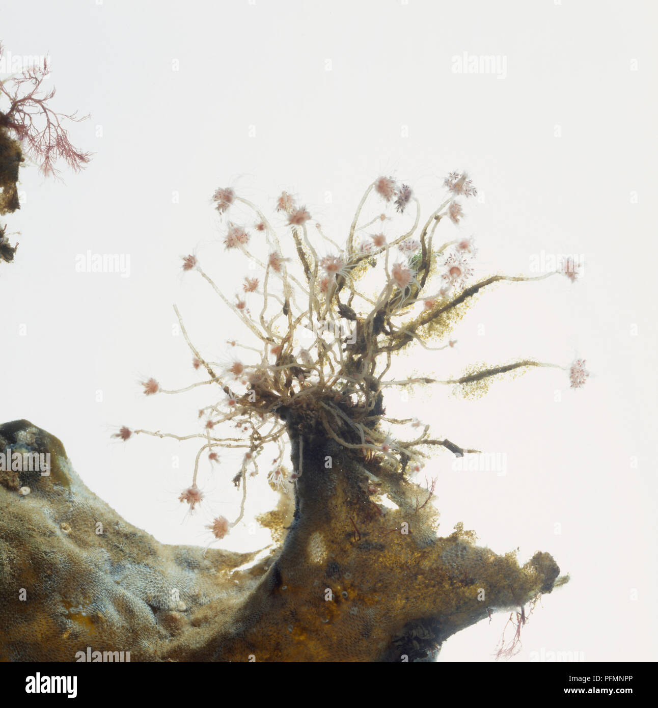 A flower-like anemone with polyps on the end of each stem (Tabularia sp ...