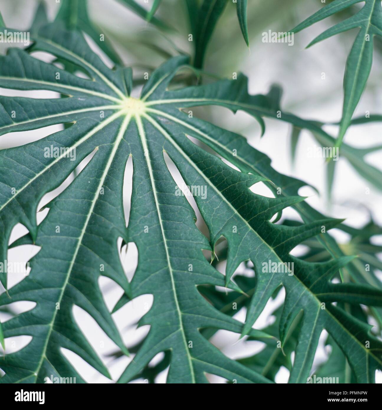 Aralia elegantissima hi-res stock photography and images - Alamy