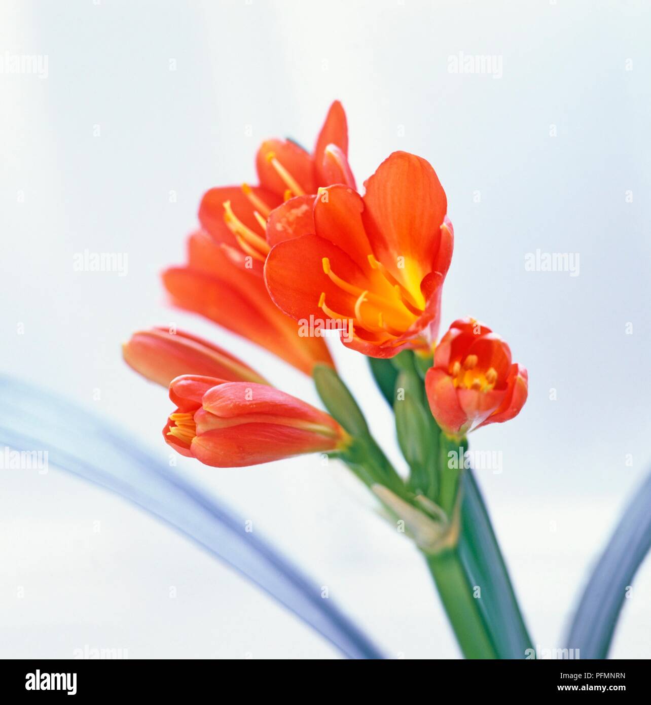 Clivia hi-res stock photography and images - Alamy