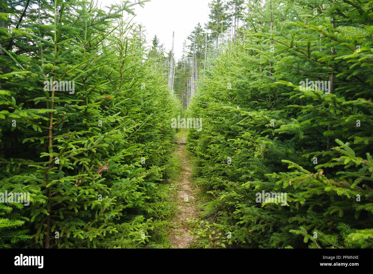 Nancy pond trail hi-res stock photography and images - Alamy