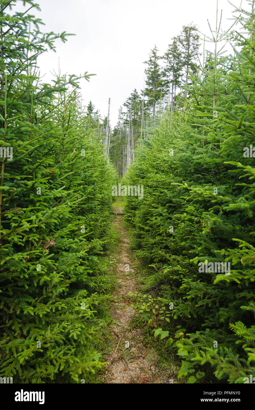 Nancy pond trail hi-res stock photography and images - Alamy