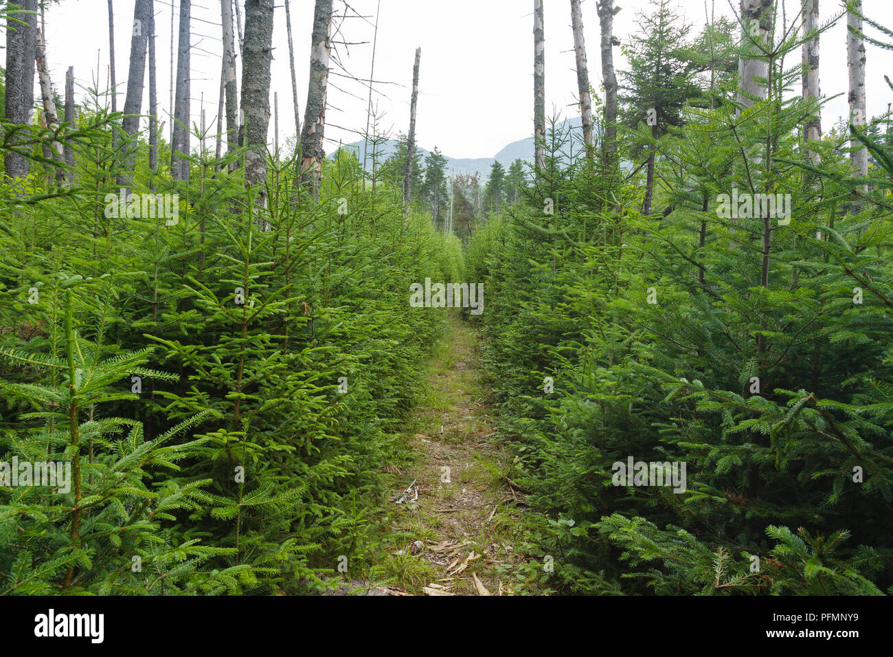 Nancy pond trail hi-res stock photography and images - Alamy