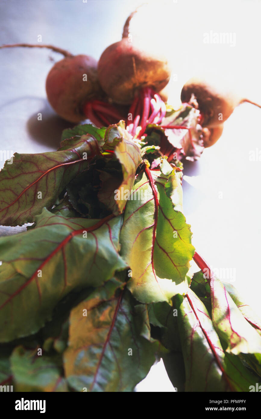Leaves beta vulgaris roots hi-res stock photography and images - Alamy