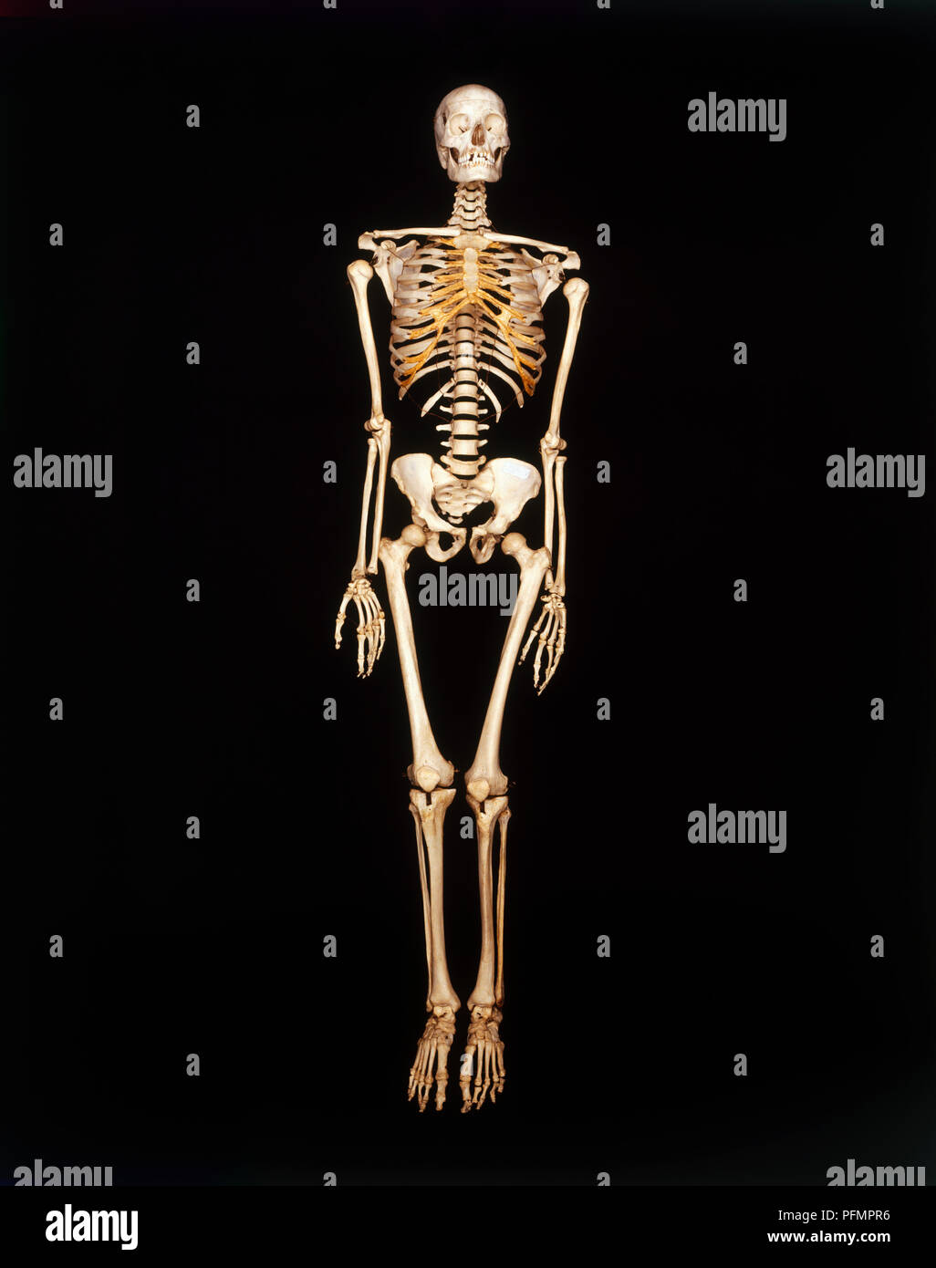 Human skeleton, front view Stock Photo - Alamy