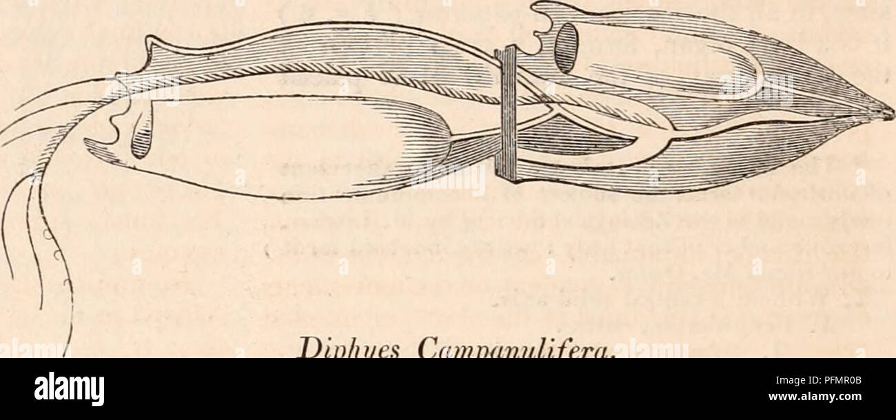 This cyclopedia offers a comprehensive guide to animal anatomy and ...