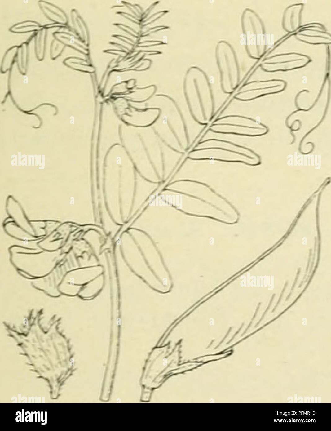 This botanical work describes *Vicia narboensis*, a climbing plant with ...
