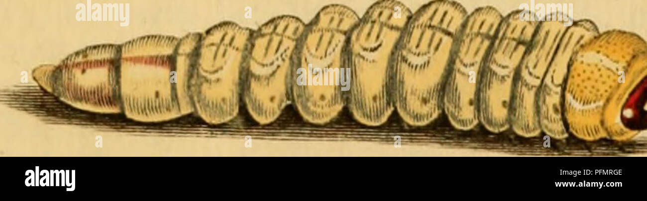 This work offers detailed illustrations and descriptions of insects ...