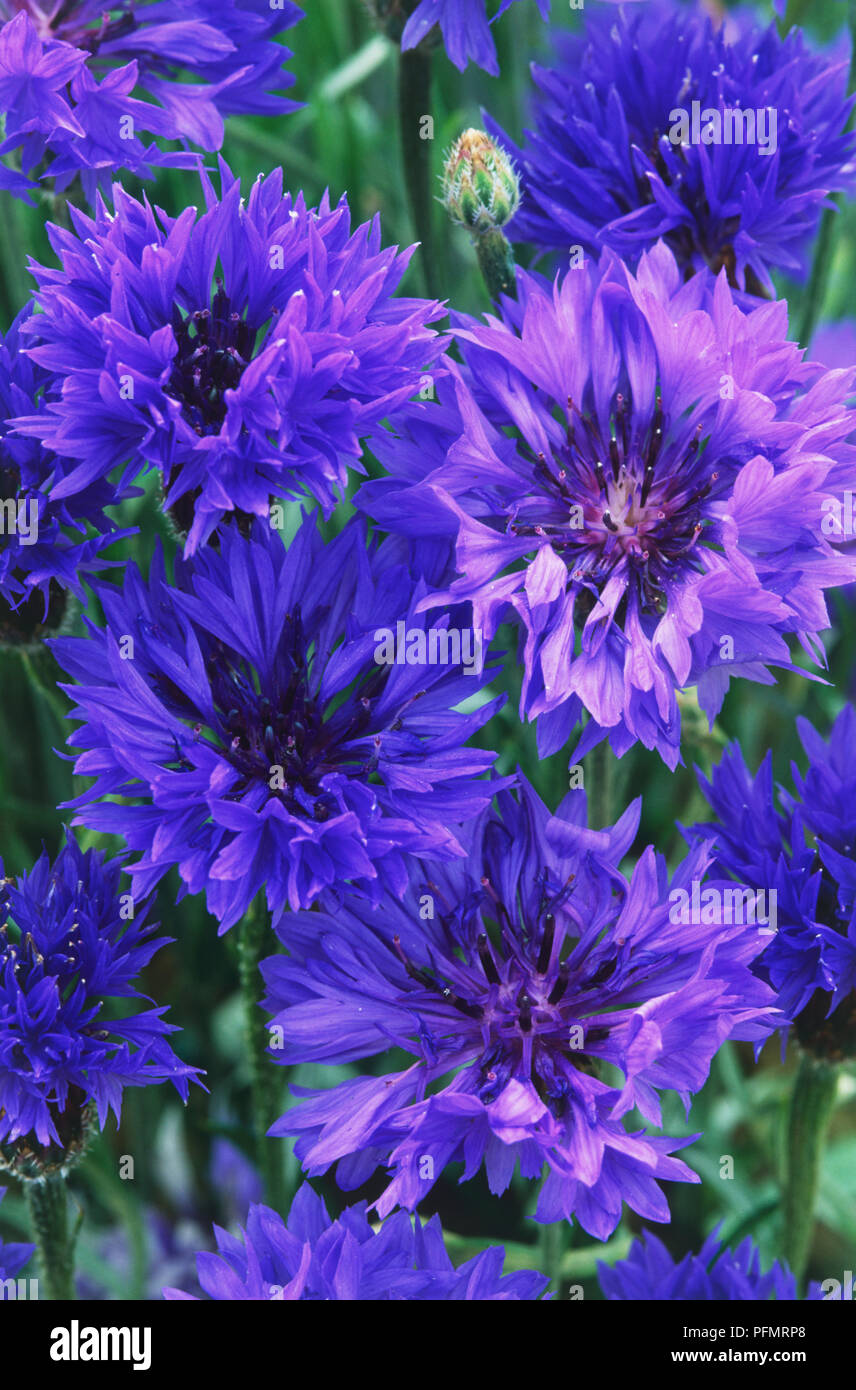 Centaurea cyanus, bright blue flowers Stock Photo - Alamy