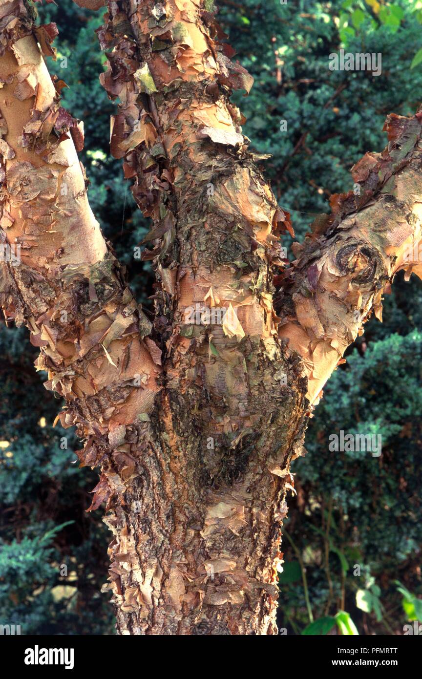 Bark exfoliating hi-res stock photography and images - Alamy