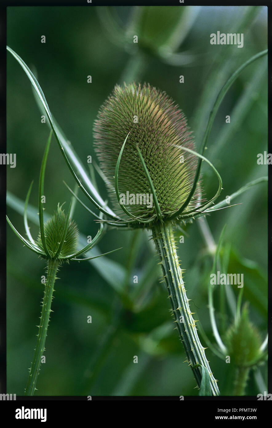 Agriculture teasel hi-res stock photography and images - Alamy
