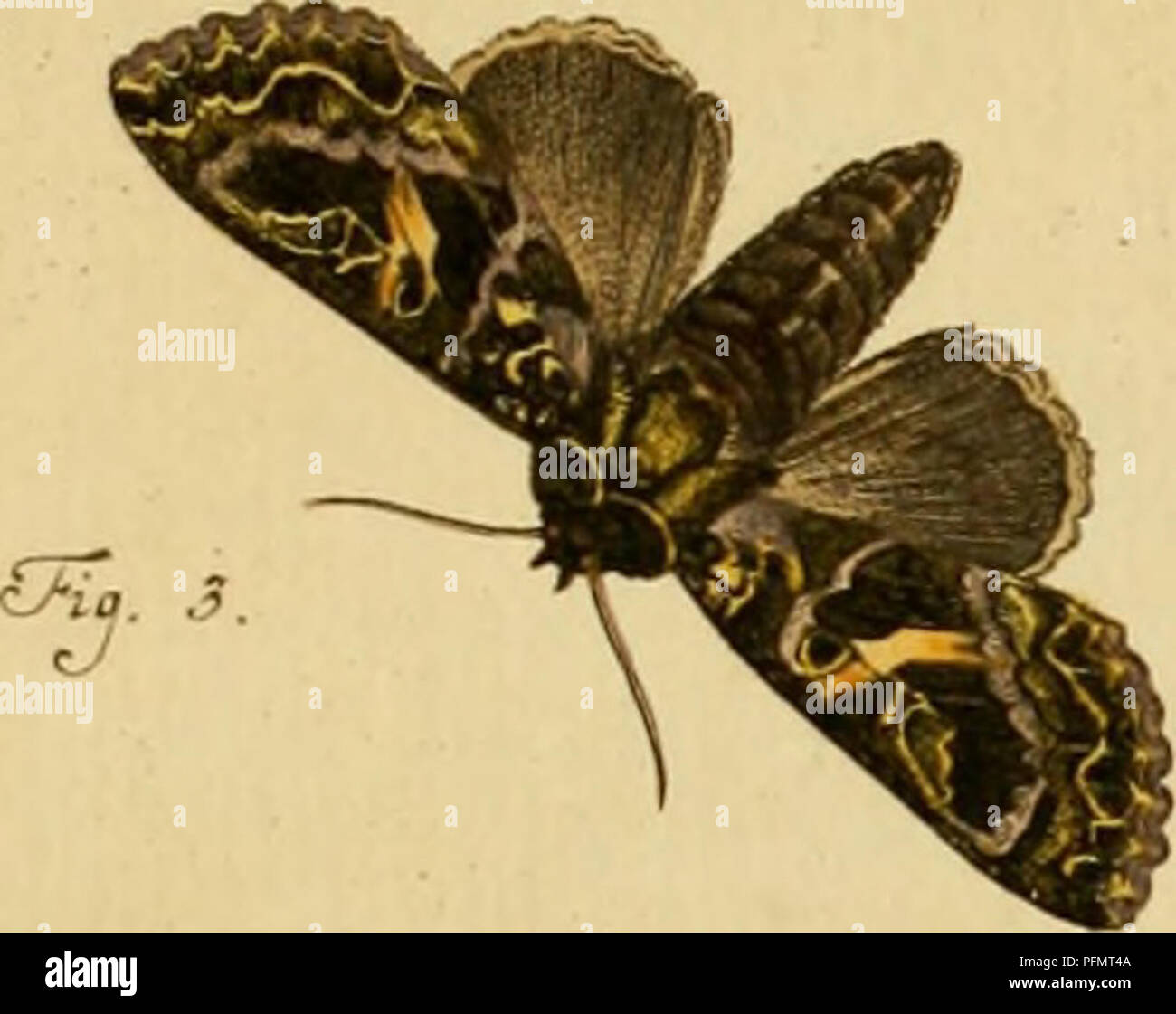 This 18th-century text illustrates and describes various insects ...