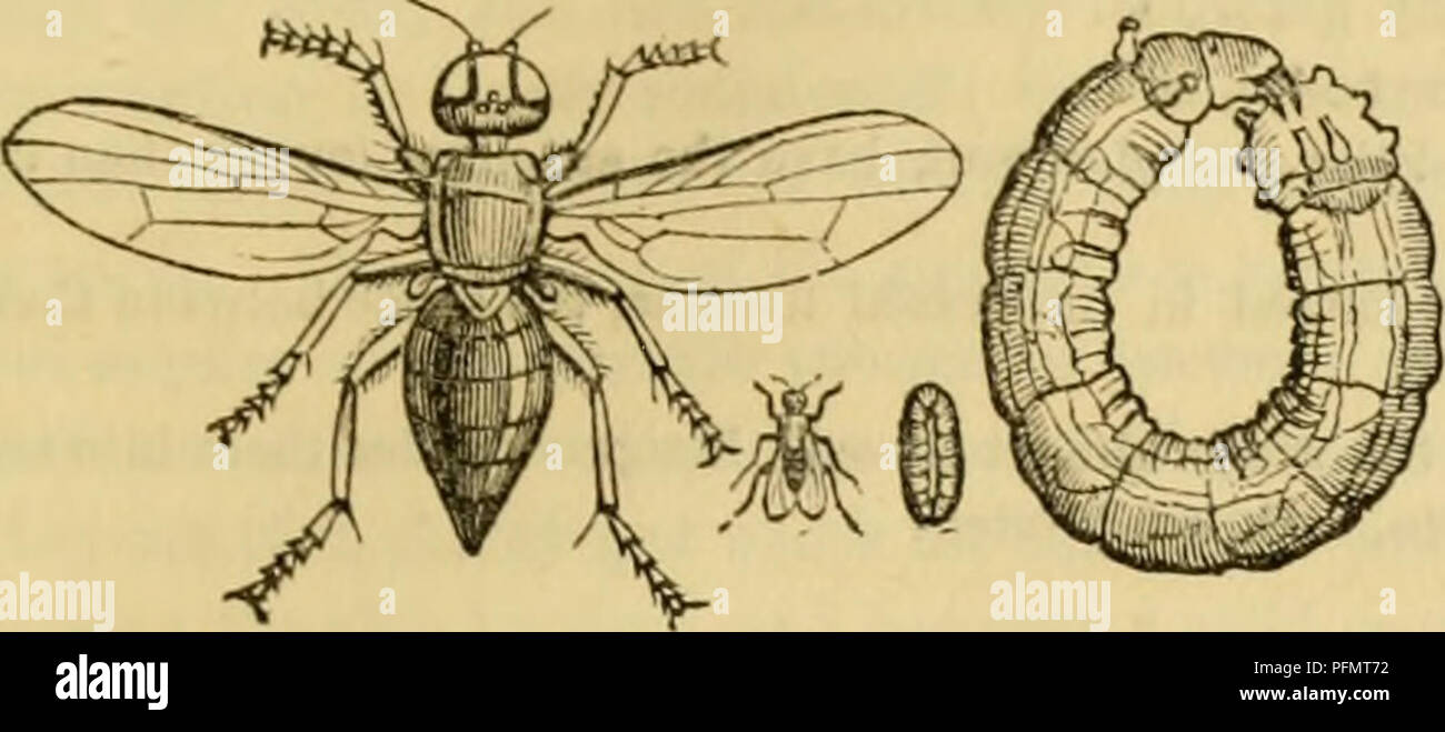 This illustration from Cuvier's work on the animal kingdom depicts the ...