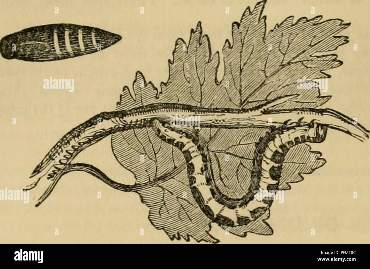 This illustration from Cuvier’s work shows the caterpillar and ...