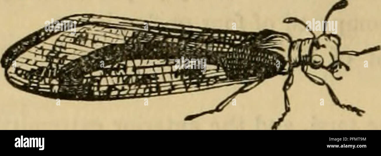 Sand pit ant hi-res stock photography and images - Alamy