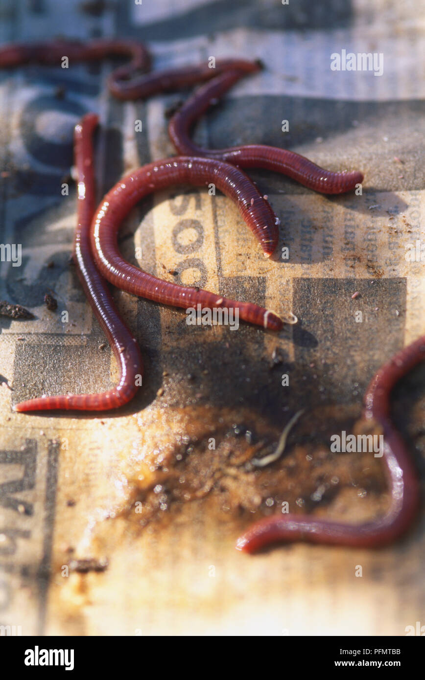 Earthworms lumbricus terrestris hi-res stock photography and images - Alamy