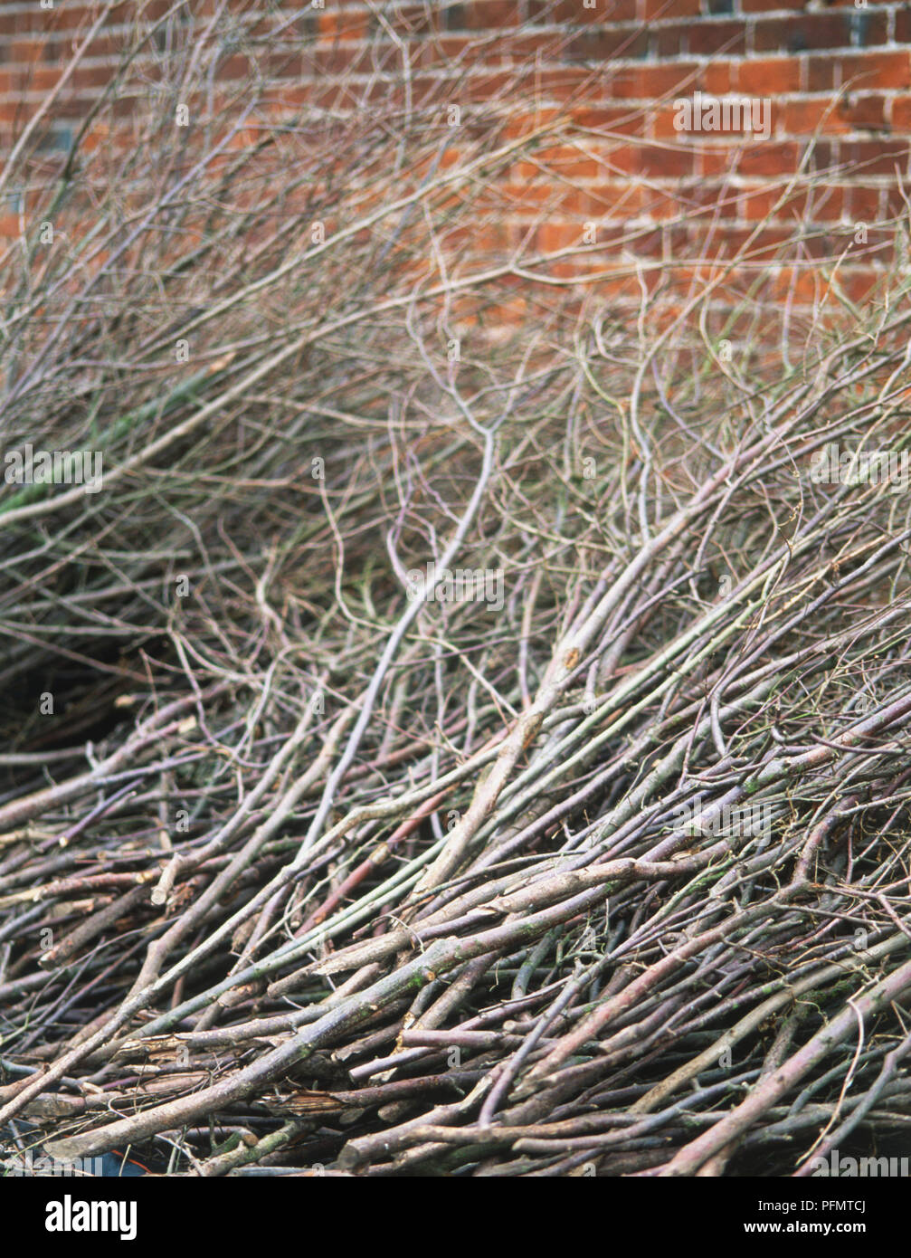 Pile of hazel sticks Stock Photo - Alamy