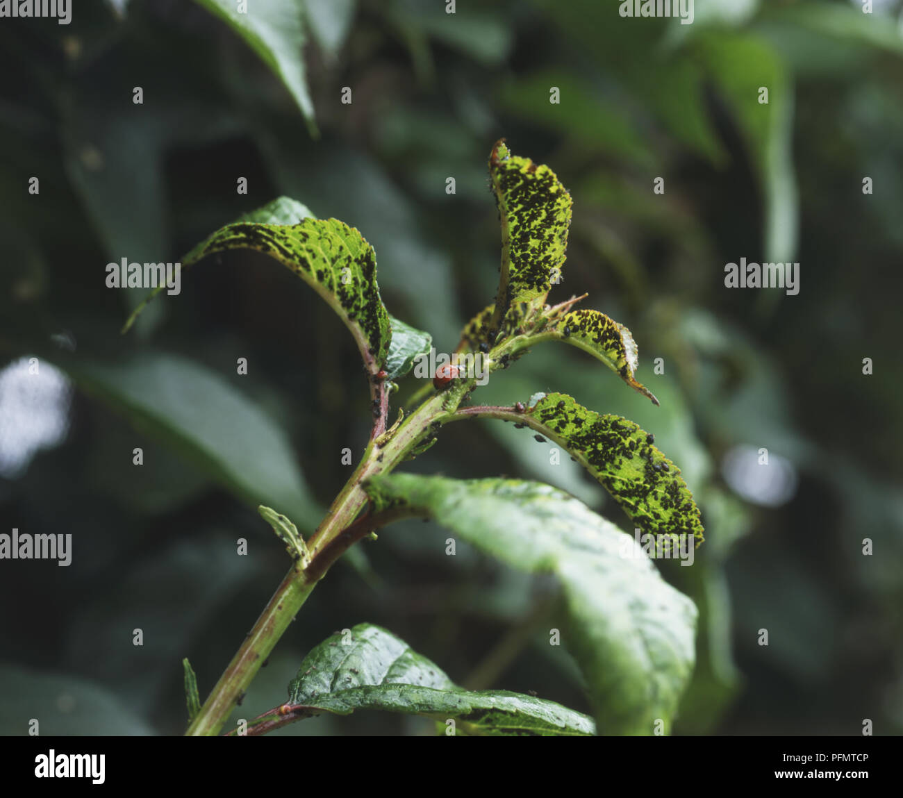 A ladybird on leaves covered with plant lice Stock Photo - Alamy