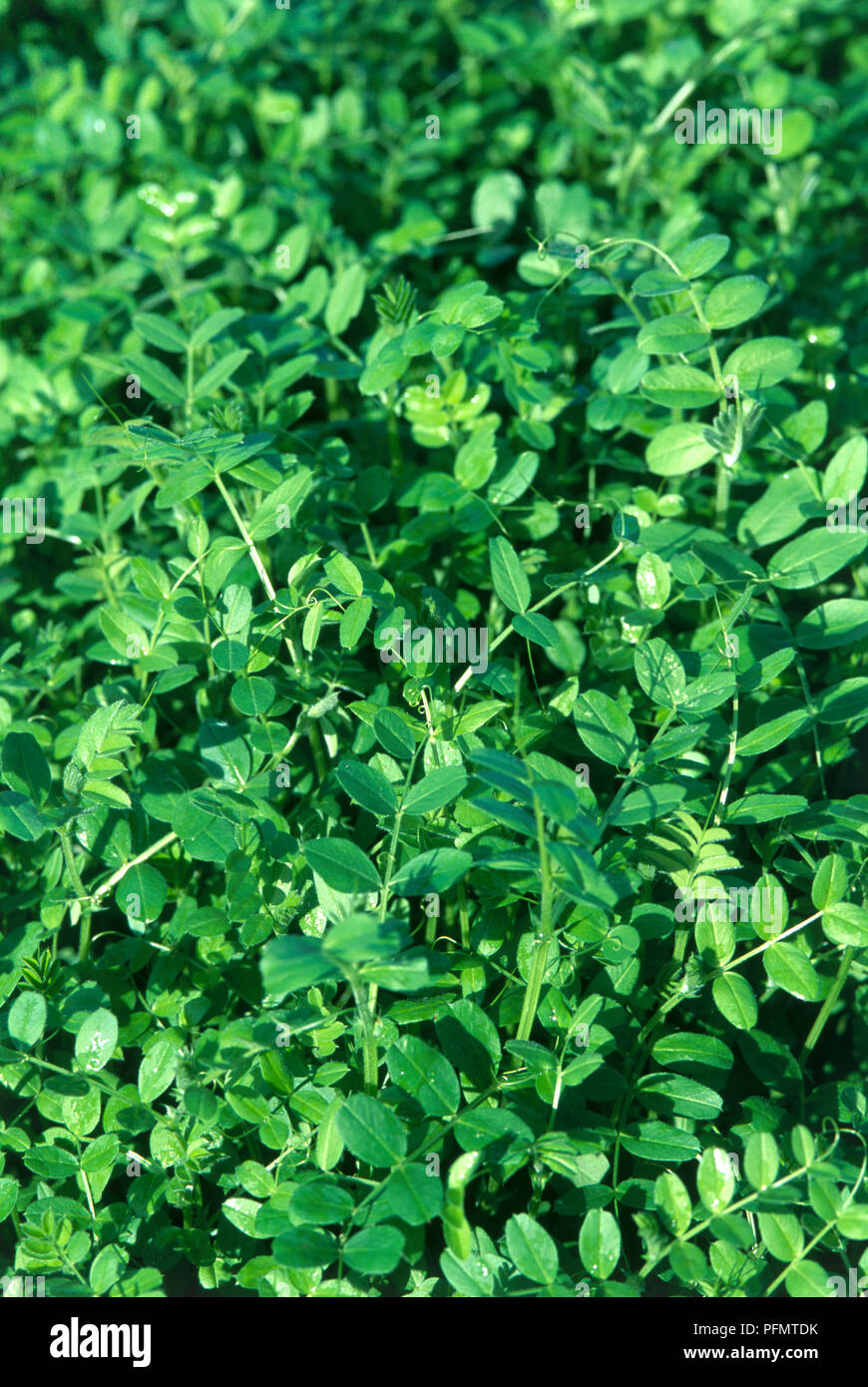 Alfalfa Plant Leaves