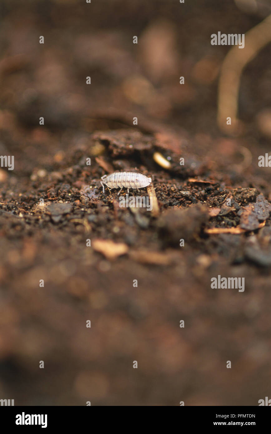 Woodlice in garden hi-res stock photography and images - Alamy