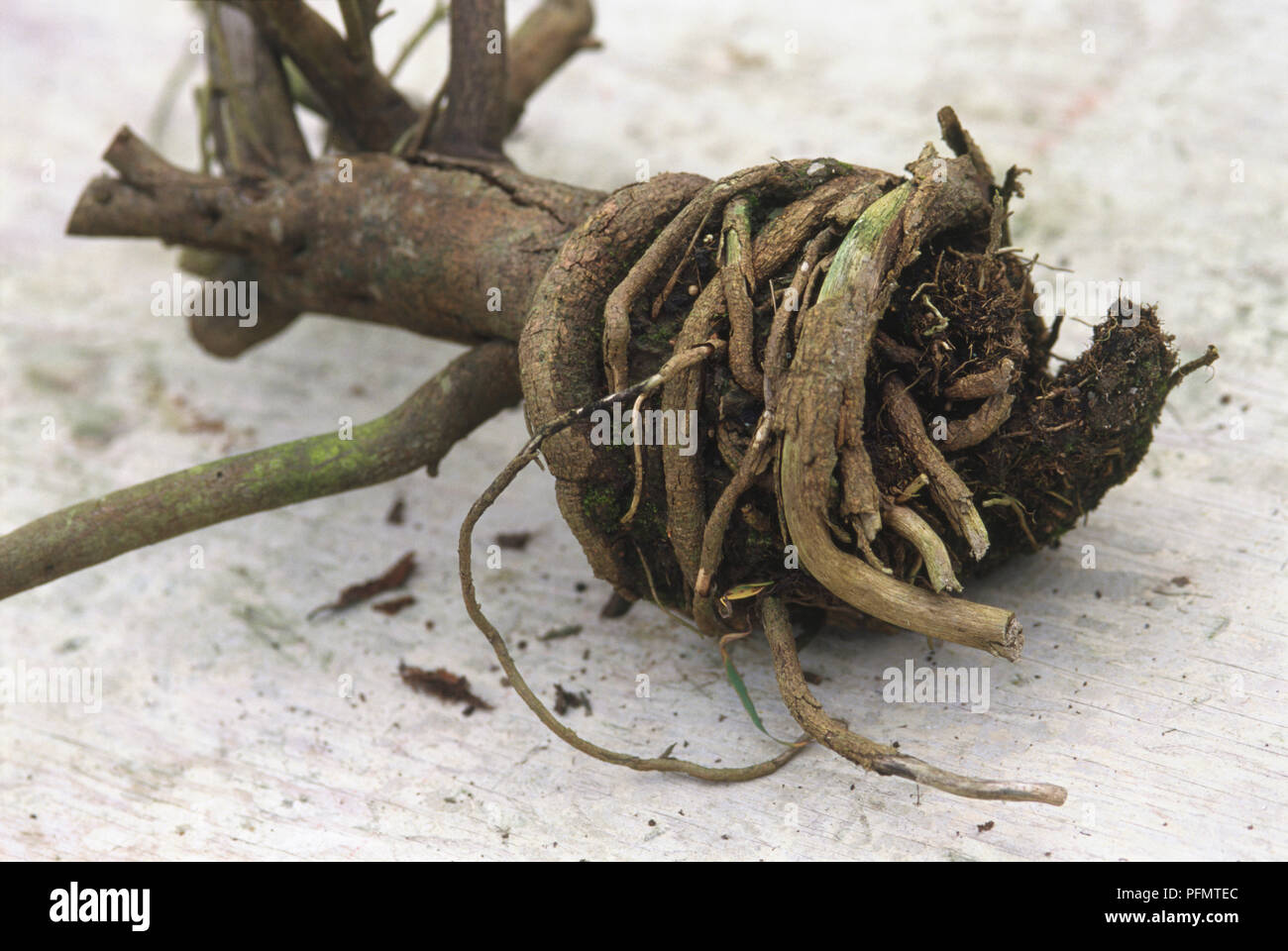 Pot Bound Plant High Resolution Stock Photography and Images - Alamy