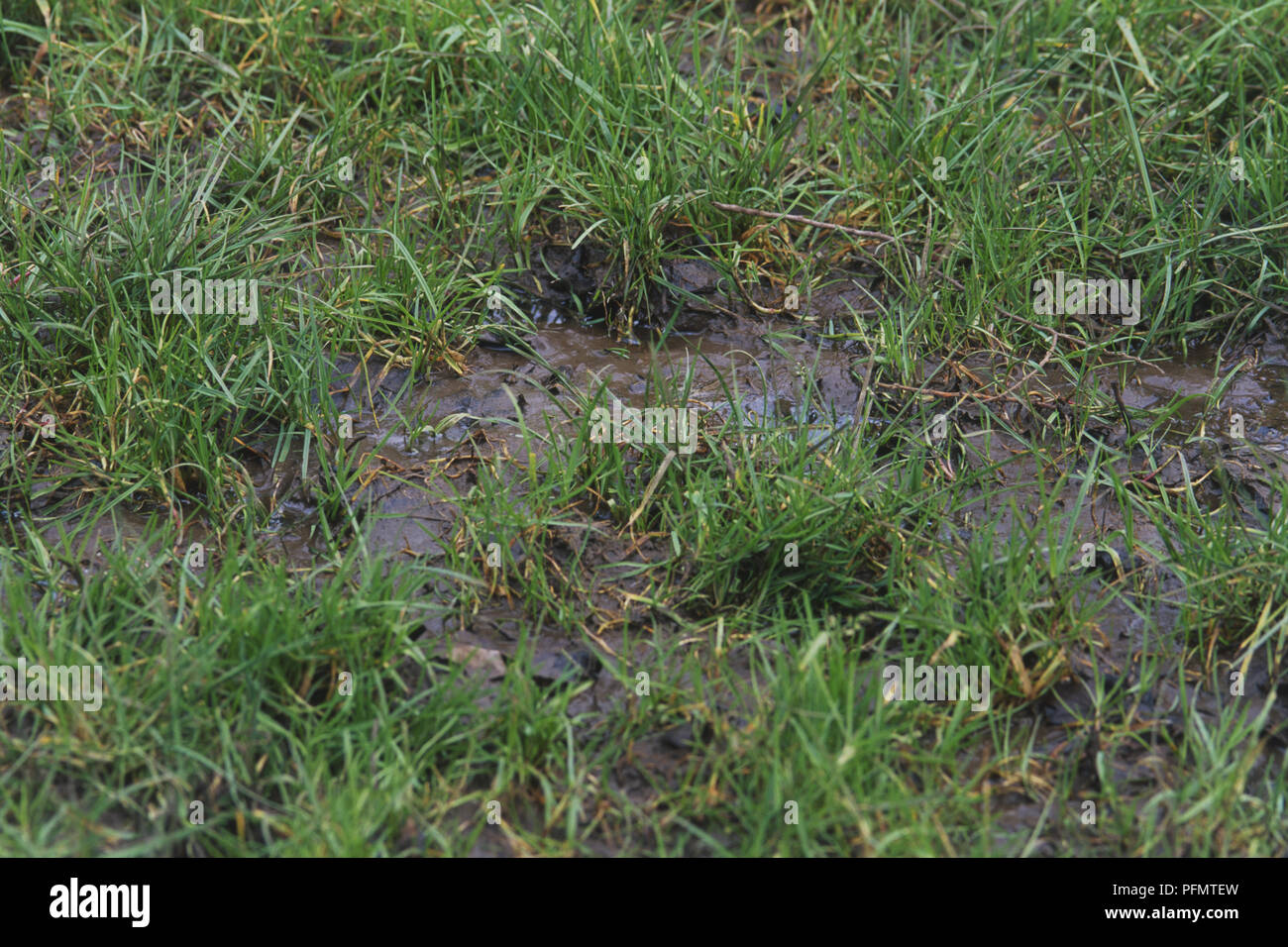 Waterlogged Garden High Resolution Stock Photography and Images - Alamy