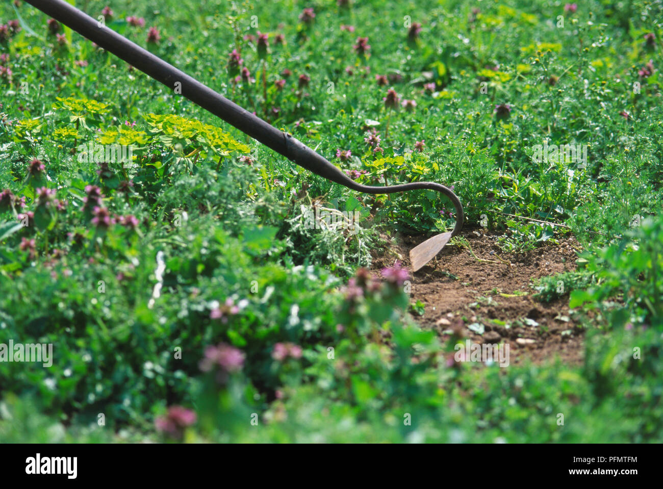 Hoe weeds garden hi-res stock photography and images - Alamy