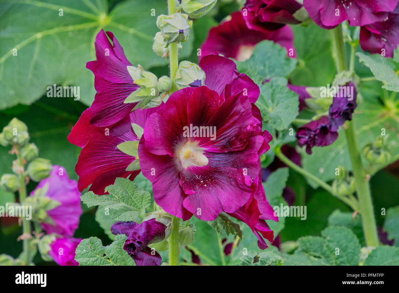 Common Hollyhock (Alcea rosea) in garden Stock Photo - Alamy