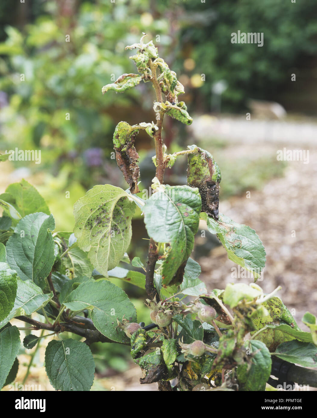 Plant lice hi-res stock photography and images - Alamy