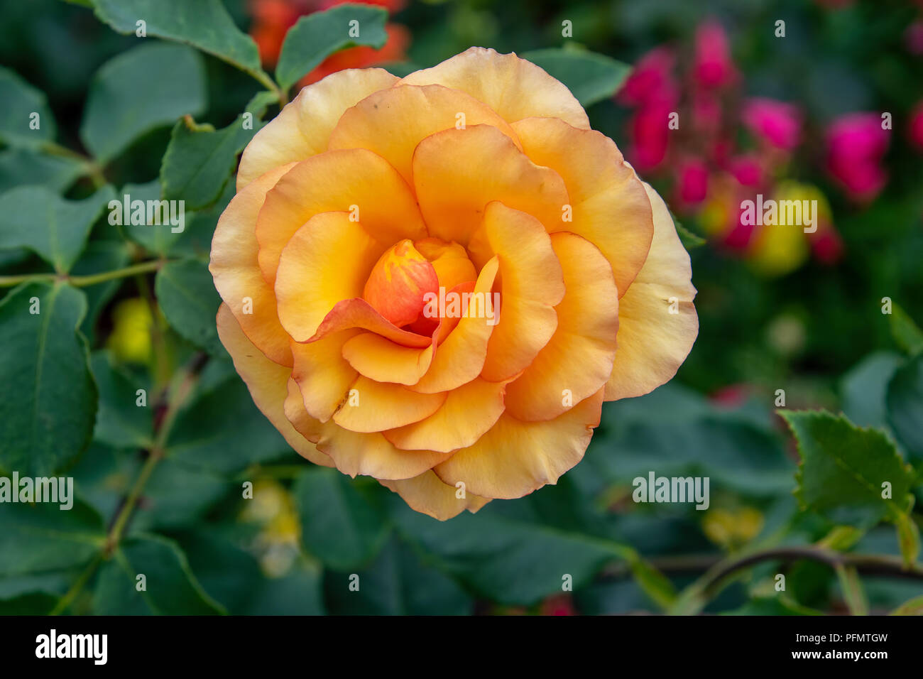 Orange English shrub rose Stock Photo - Alamy