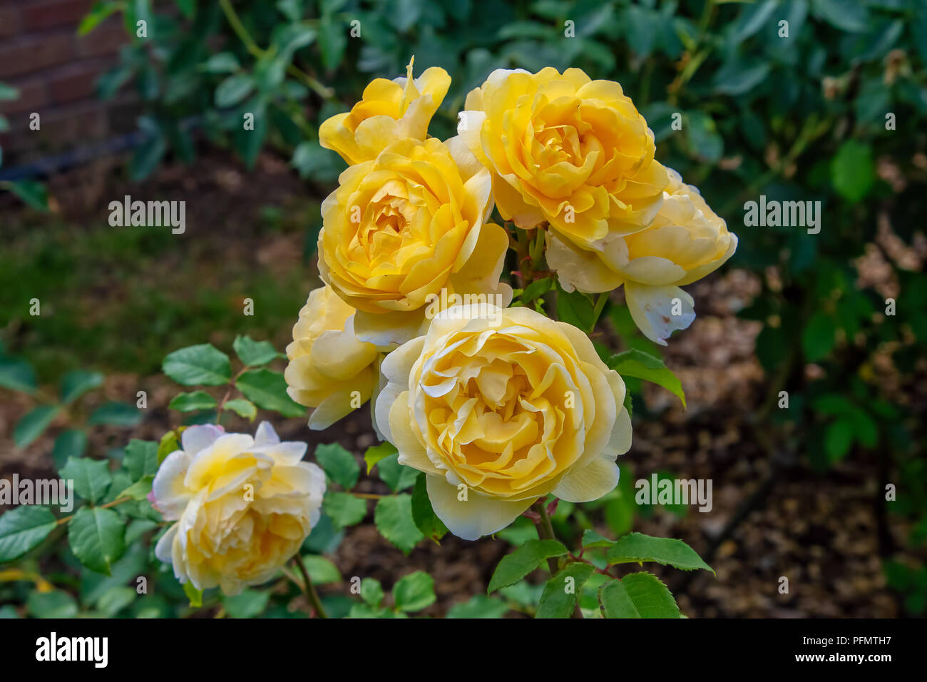Yellow English shrub rose Stock Photo - Alamy