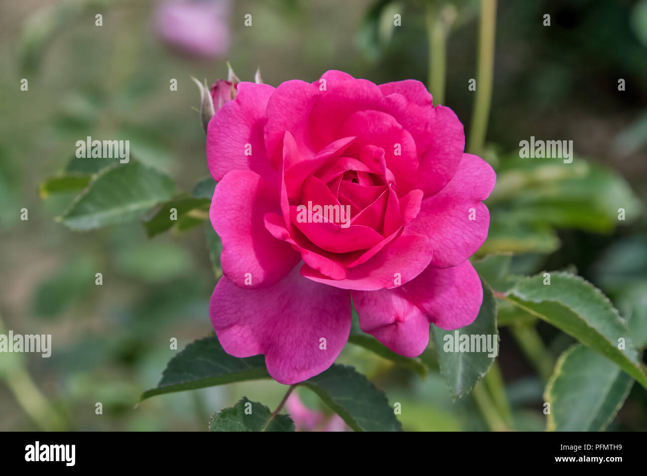 Standard rose hi-res stock photography and images - Alamy